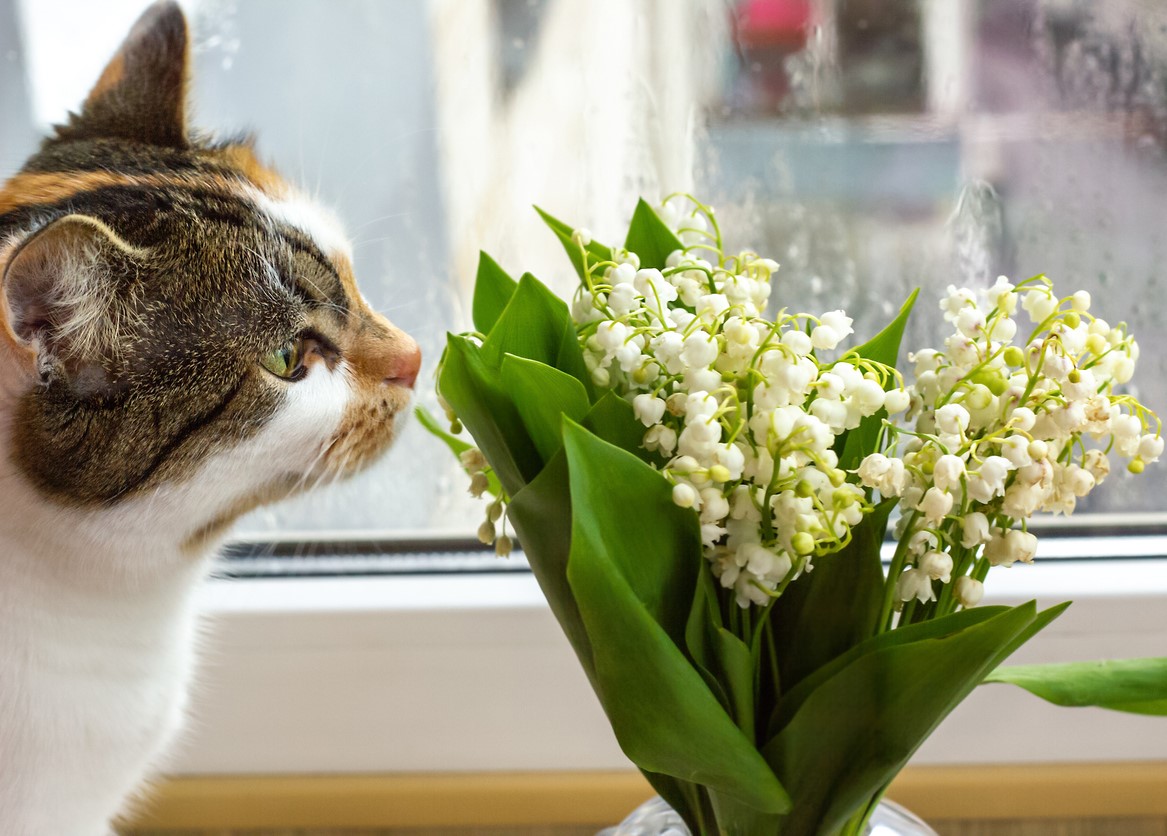 Muguet du 1er mai : joli pour nous, toxique pour vos animaux | Animaux Santé
