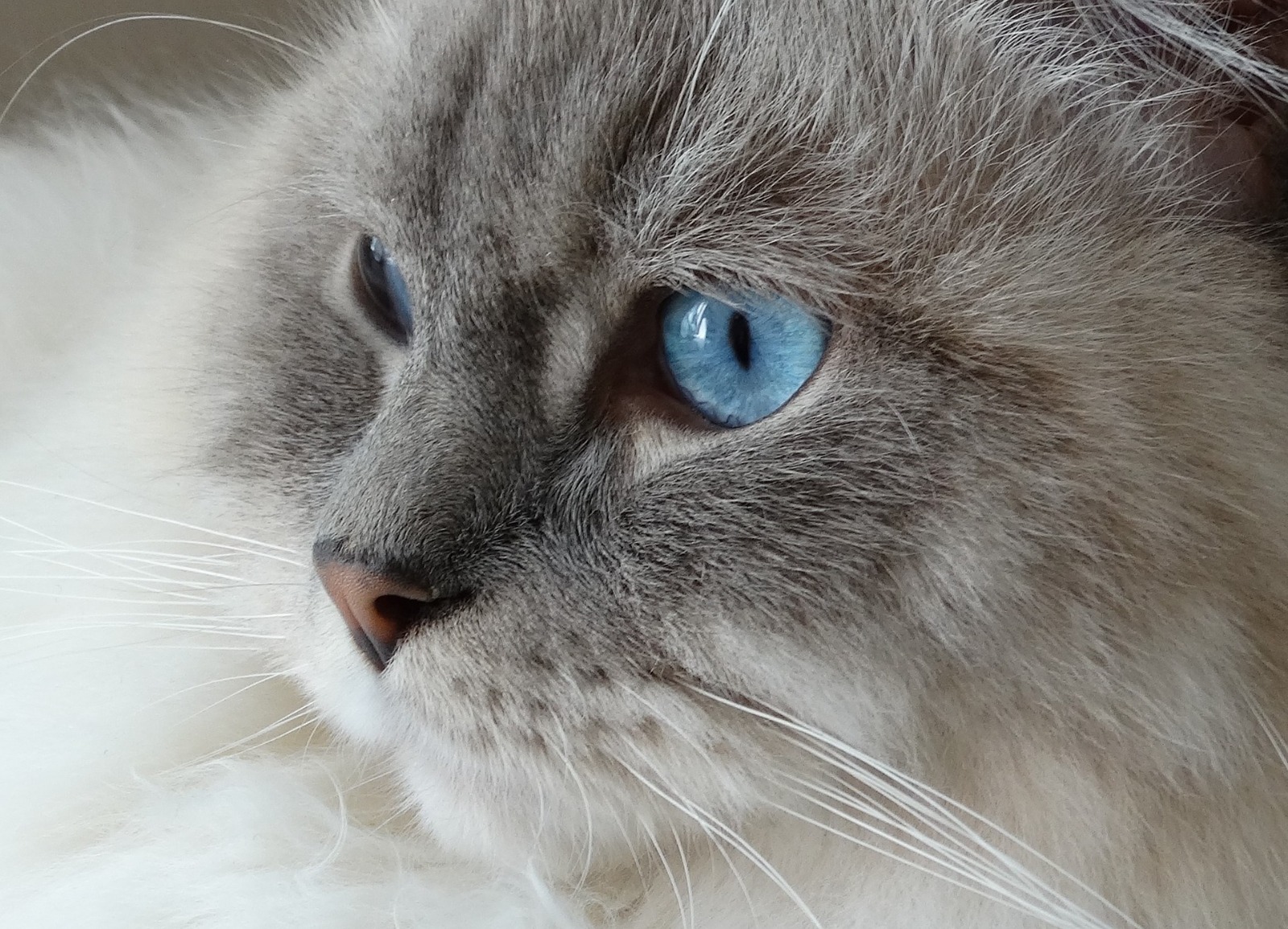 Les races de chat le mieux adaptées à la vie en intérieur | Animaux Santé