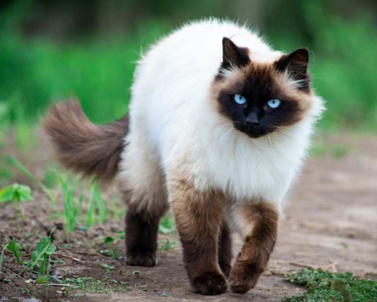 Les 5 races de chat idéales pour les enfants | Animaux Santé